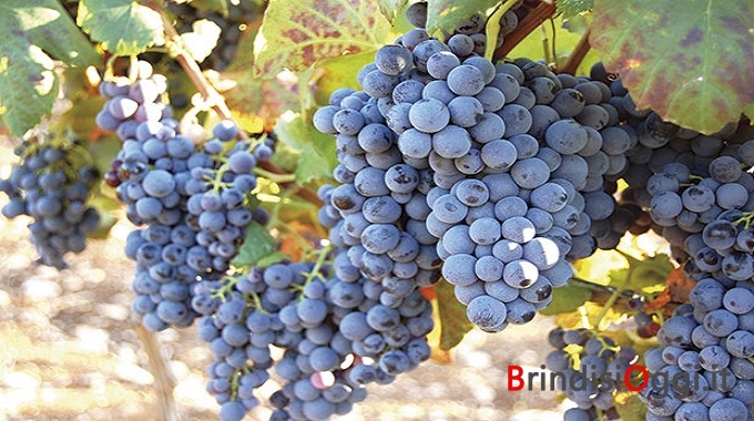 primitivo uva - Brindisi Oggi, news Brindisi notizie Brindisi e provincia